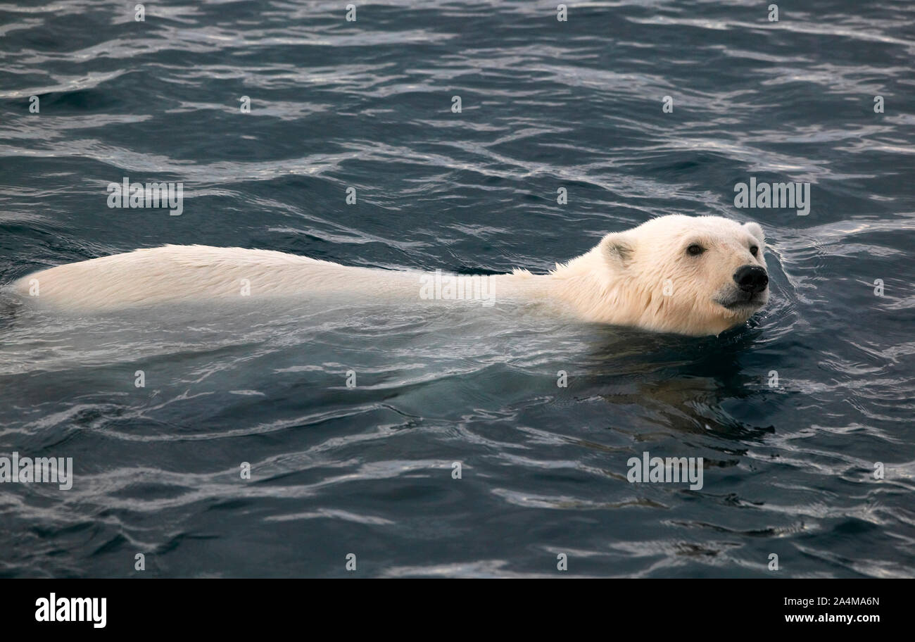Spitsbergen Svalbard - polar bear swimming Stock Photo - Alamy