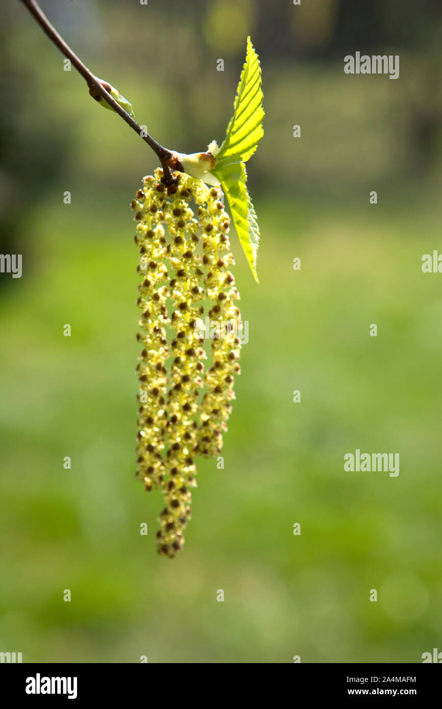 Pollen form hi-res stock photography and images - Alamy