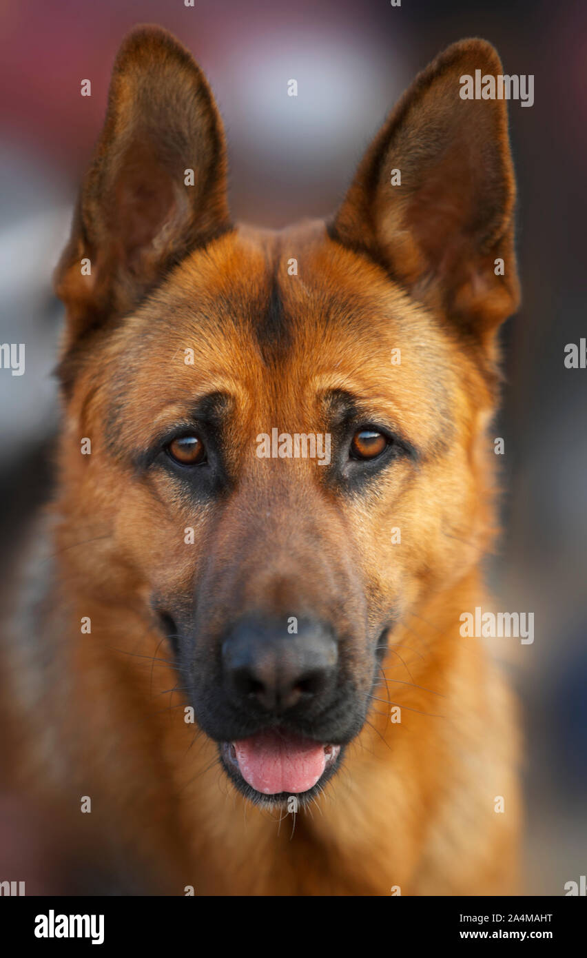 German shepherds hi-res stock photography and images - Alamy
