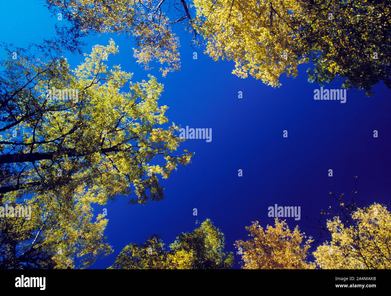 Treetops against the sky Stock Photo - Alamy