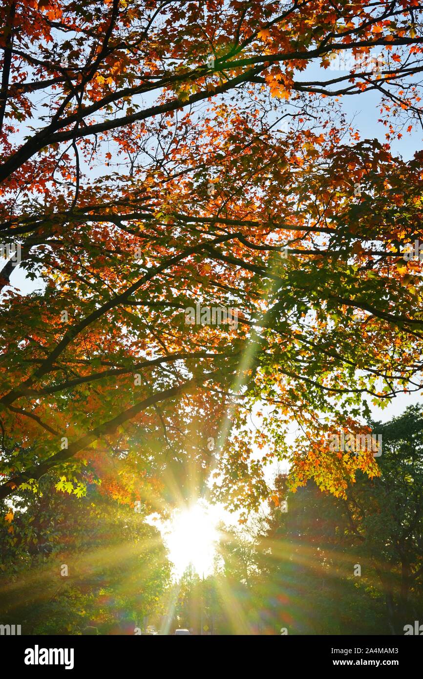 Colorful Sun Rays Trough Poster Dramatic Dawn Sky. The Sun Shines