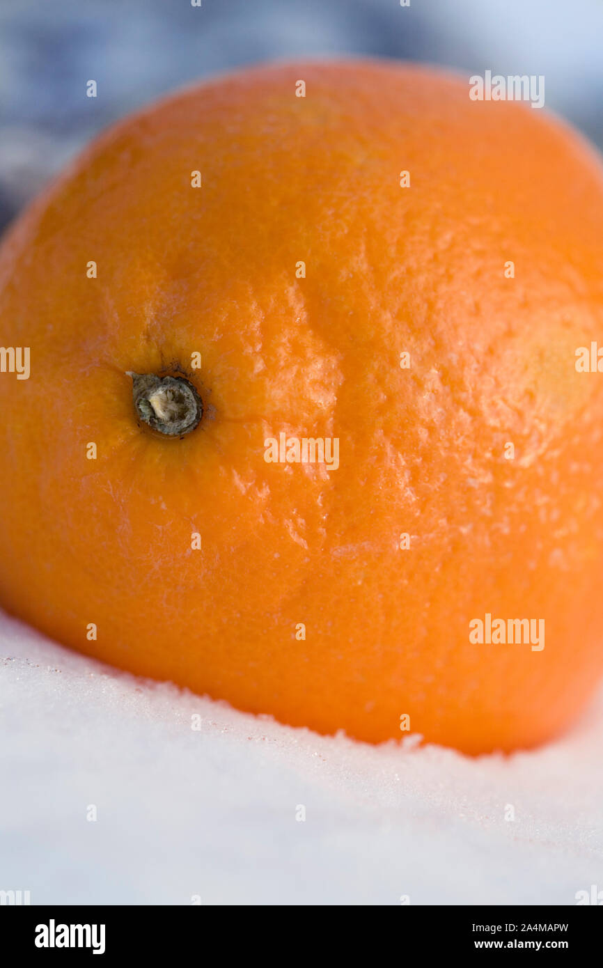 An orange in snow Stock Photo - Alamy