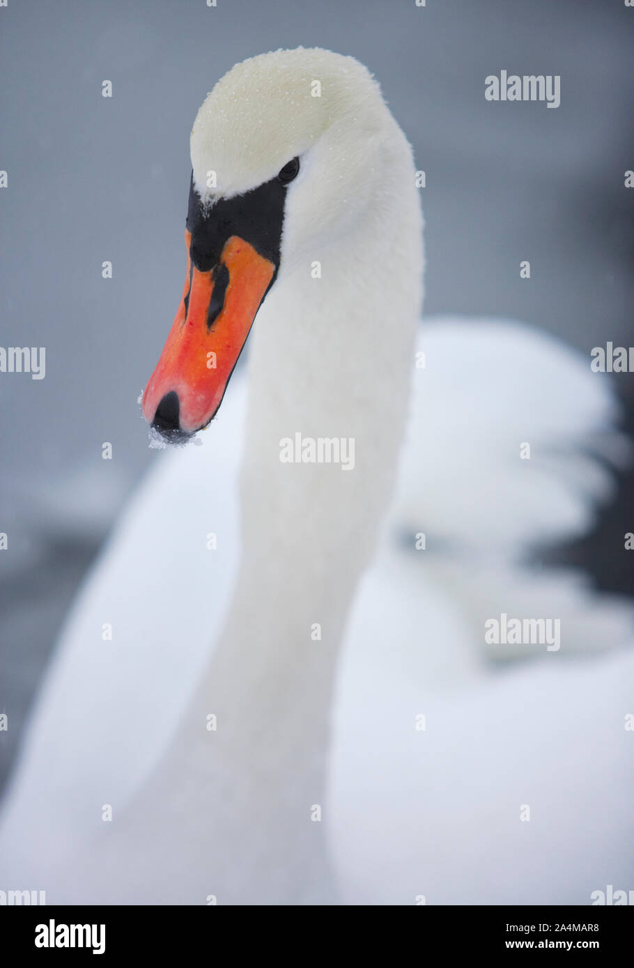 Swan form hi-res stock photography and images - Alamy