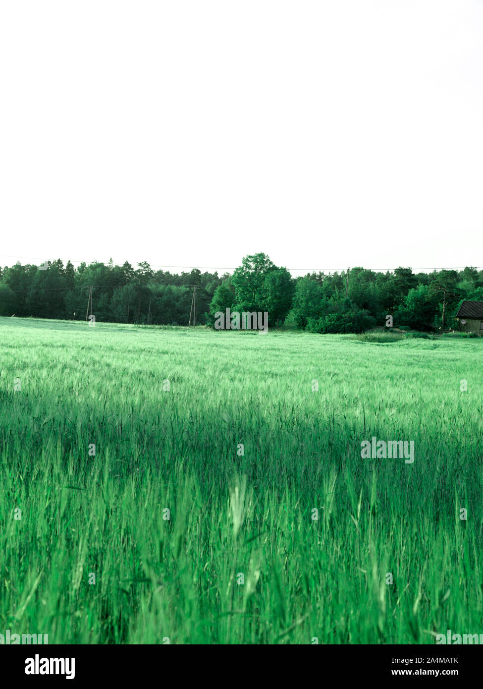 Field in summertime Stock Photo - Alamy