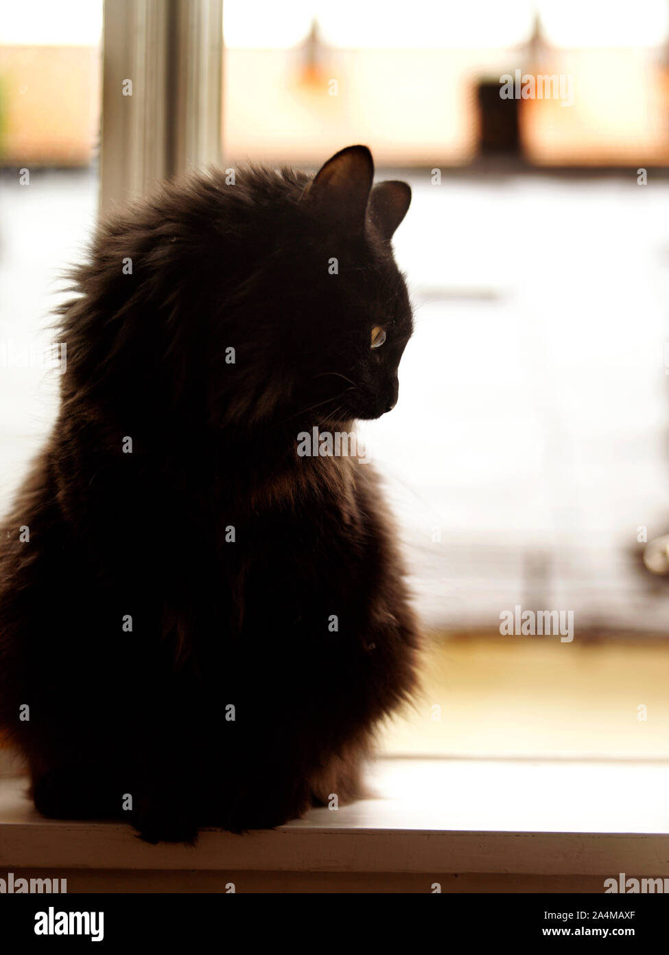 Cat in window Stock Photo - Alamy