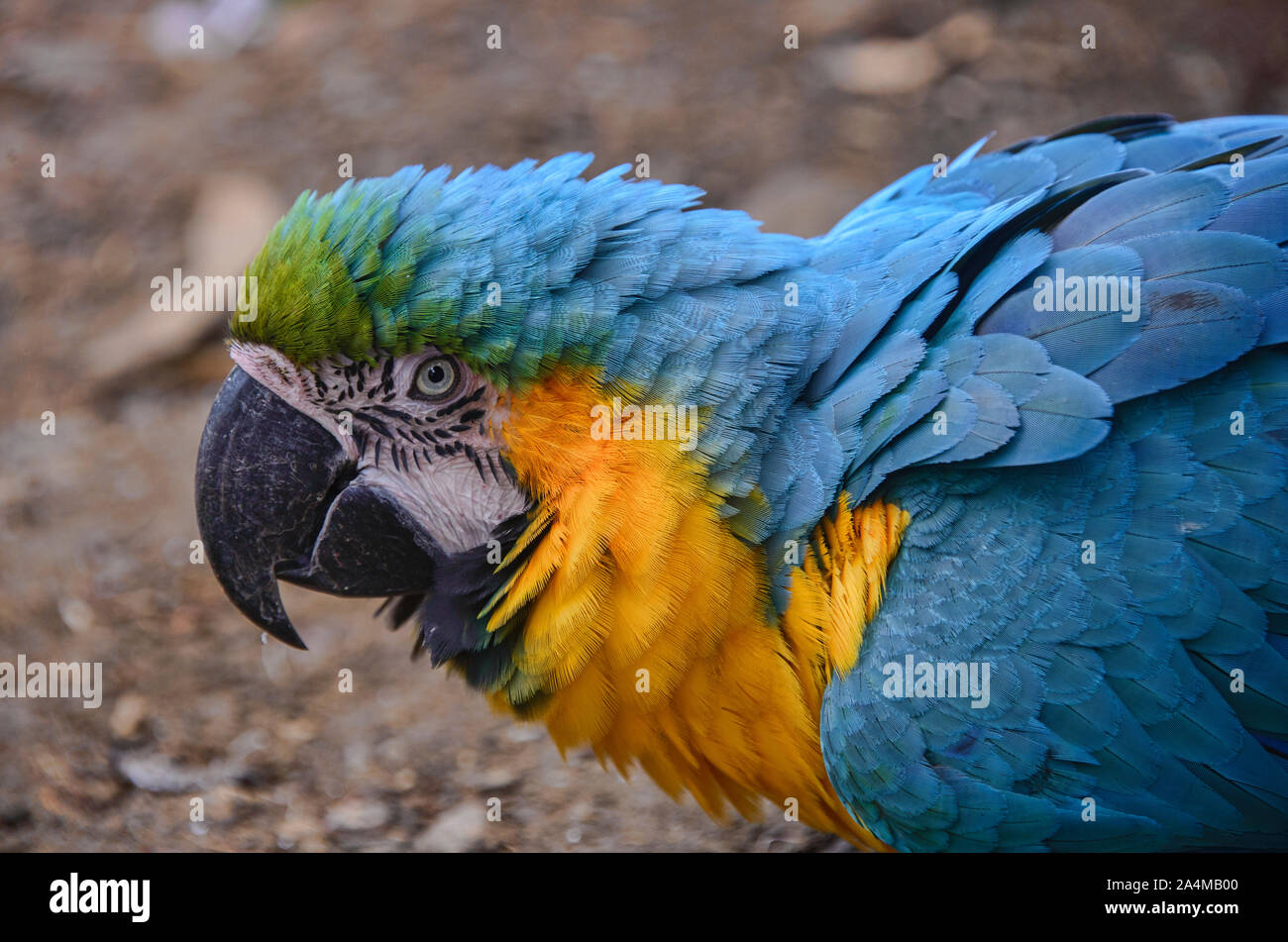 Blue and yellow macaw (Ara ararauna), Ecuador Stock Photo - Alamy