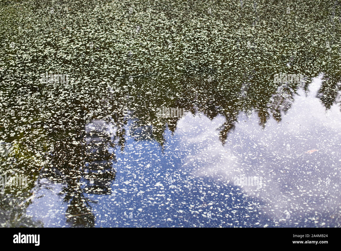 Pollen form hi-res stock photography and images - Alamy