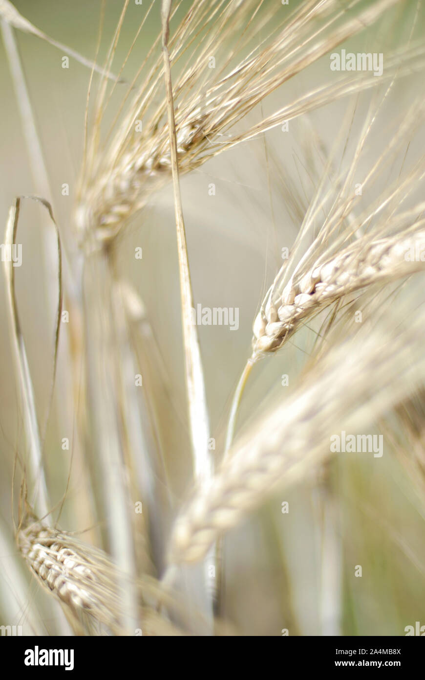 Fall grain hi-res stock photography and images - Alamy