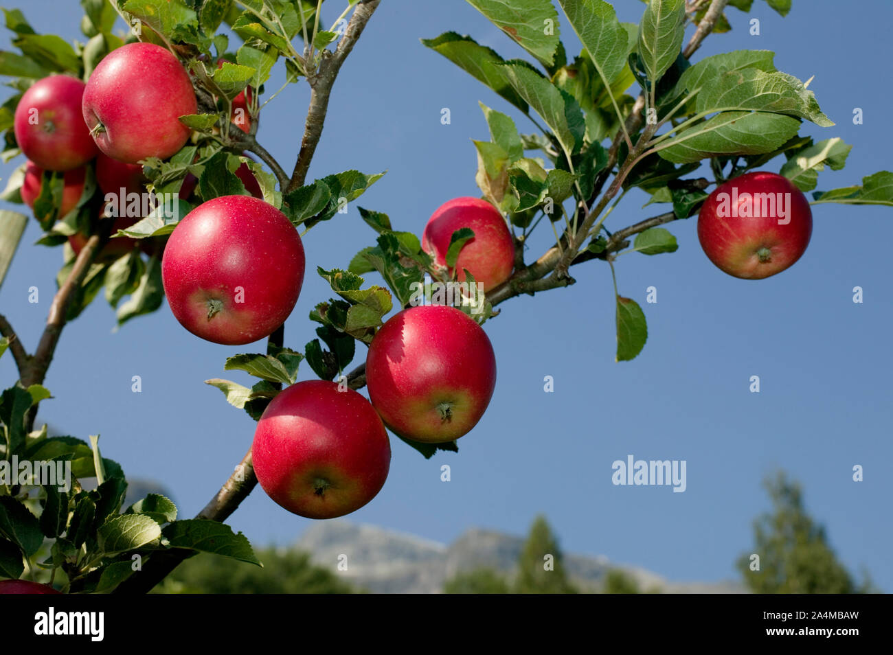 Tree in norway hi-res stock photography and images - Alamy