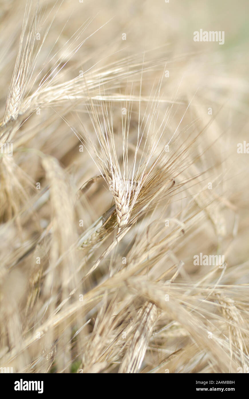 Fall grain hi-res stock photography and images - Alamy