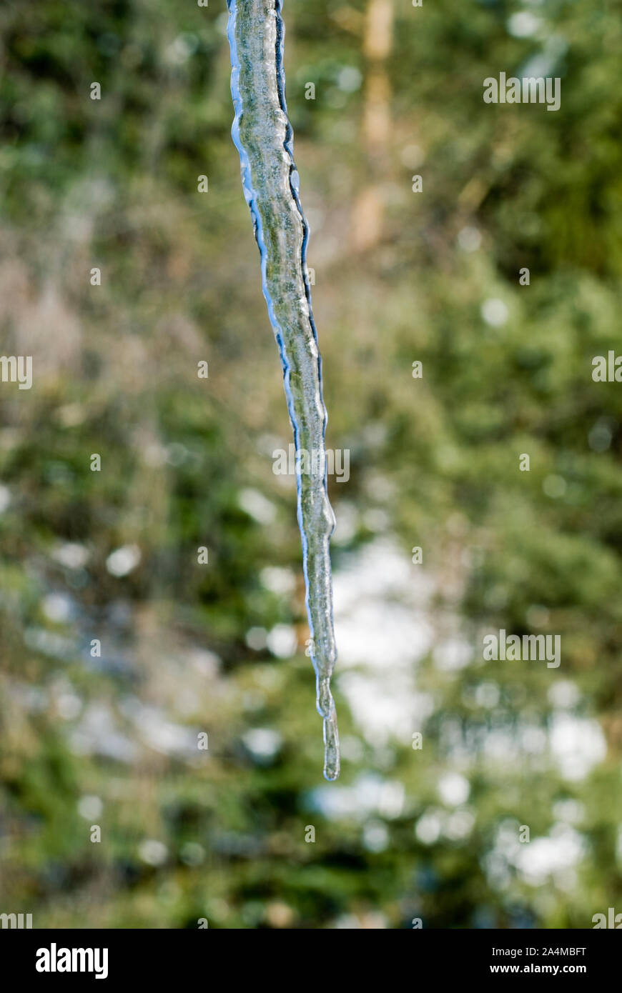 Icicle trees ice hi-res stock photography and images - Alamy
