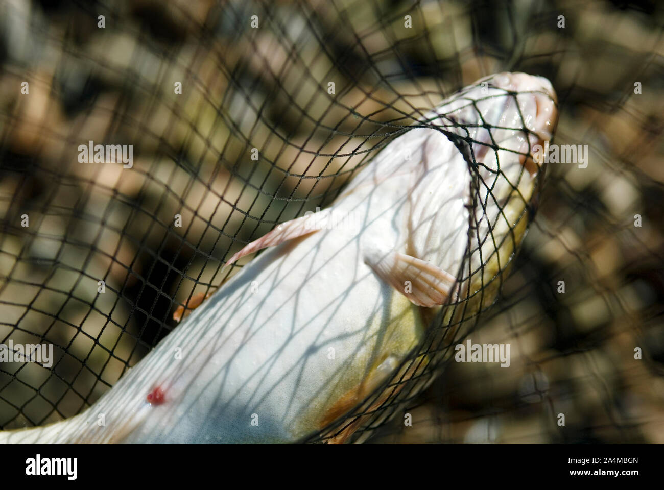 Cod - hand net - captured - trapped Stock Photo - Alamy