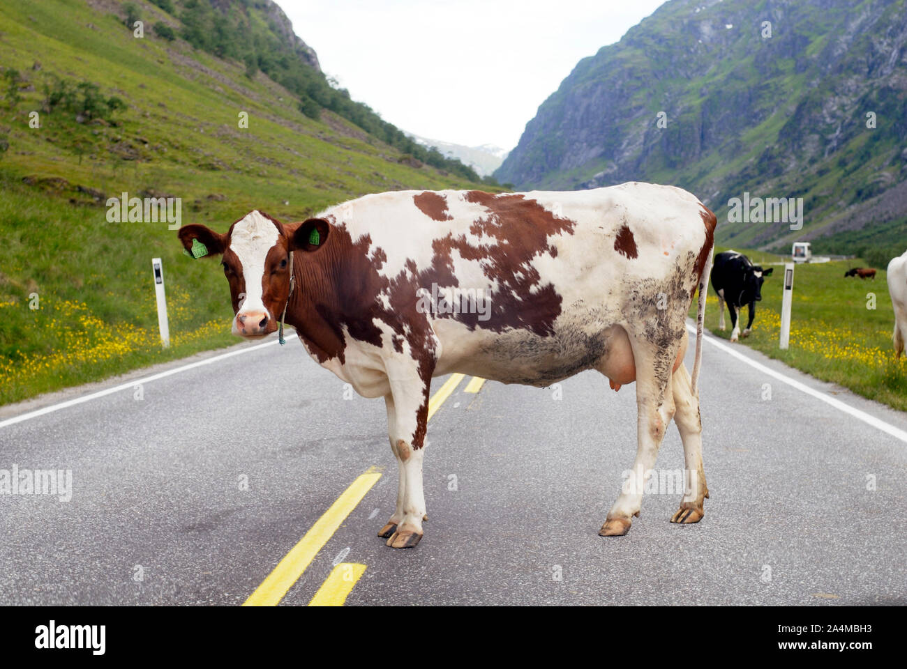 Stubborn animals hi-res stock photography and images - Alamy
