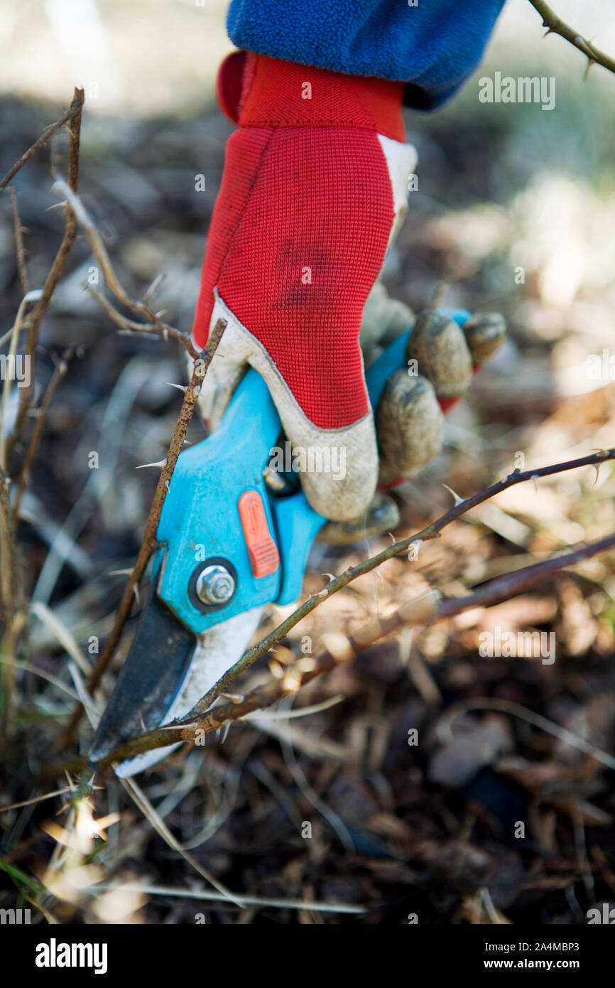 gardening - pruning - lopping - trimming - thornbush - rose bush ...