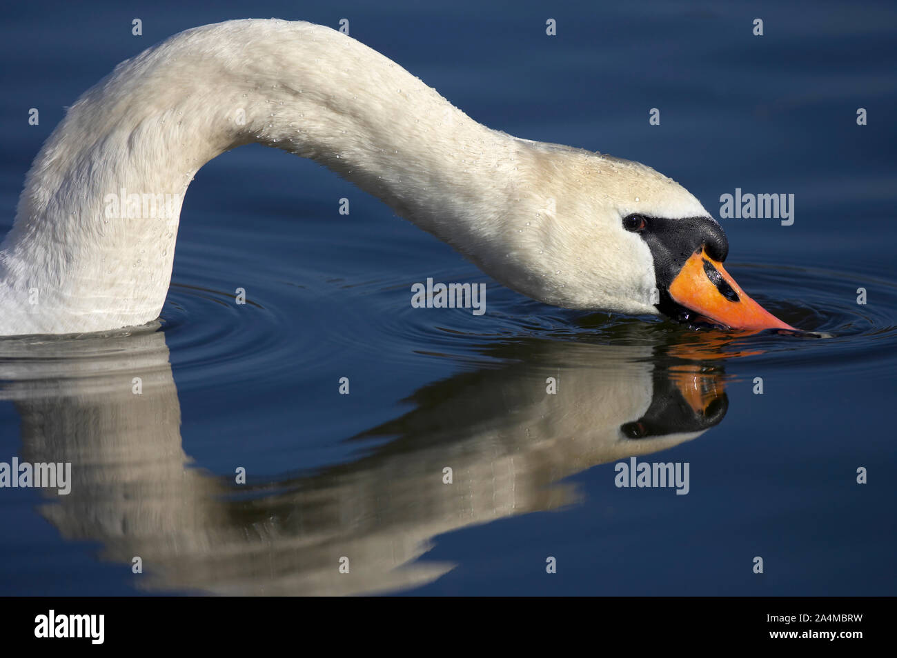 Swan eating hi-res stock photography and images - Alamy