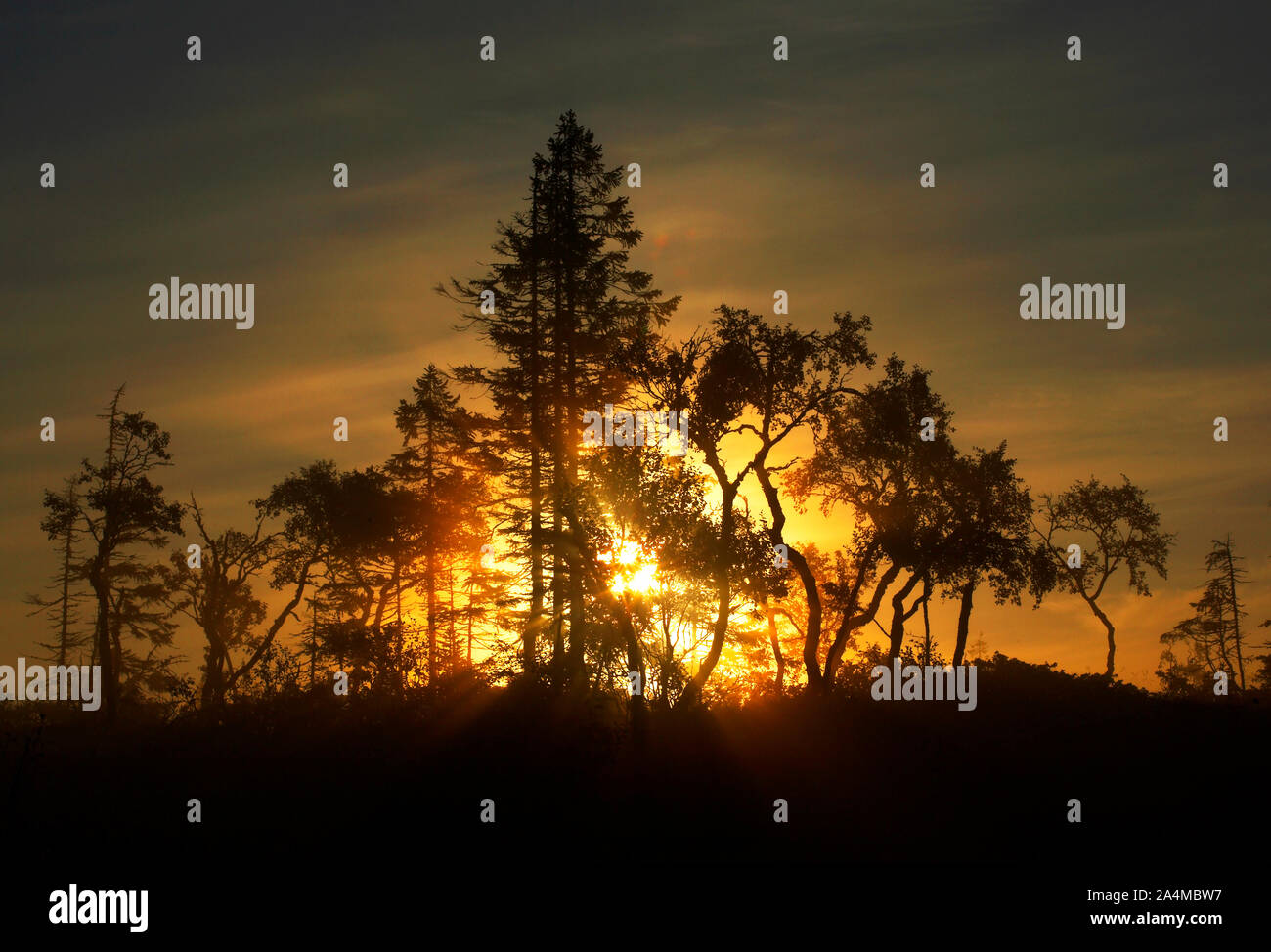 Trees and sunset Stock Photo - Alamy