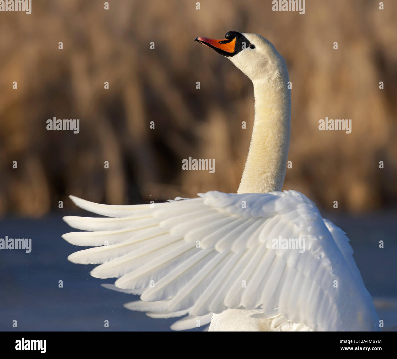 Swan form hi-res stock photography and images - Alamy