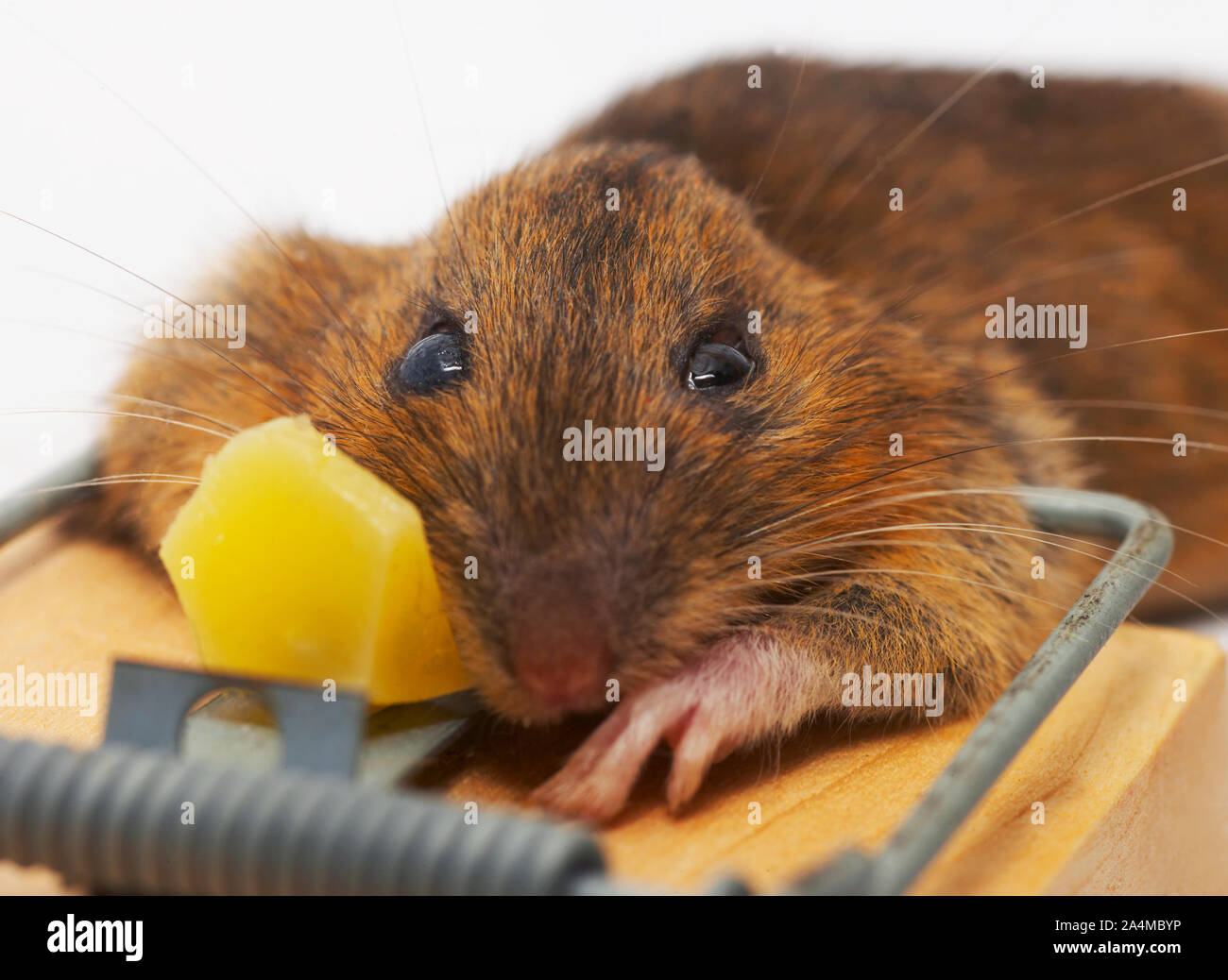 Mouse trap - the end - caught - trapped - tarp - broken neck Stock ...