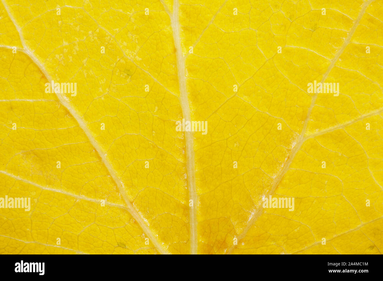 Leaf vains hi-res stock photography and images - Alamy