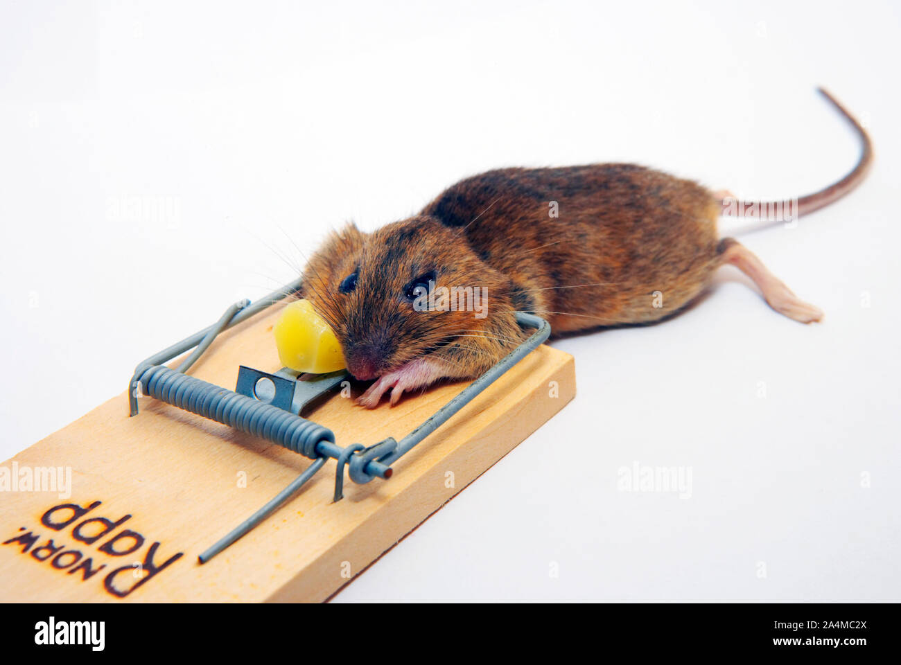 Mouse trap - the end - caught - trapped - tarp - broken neck Stock ...