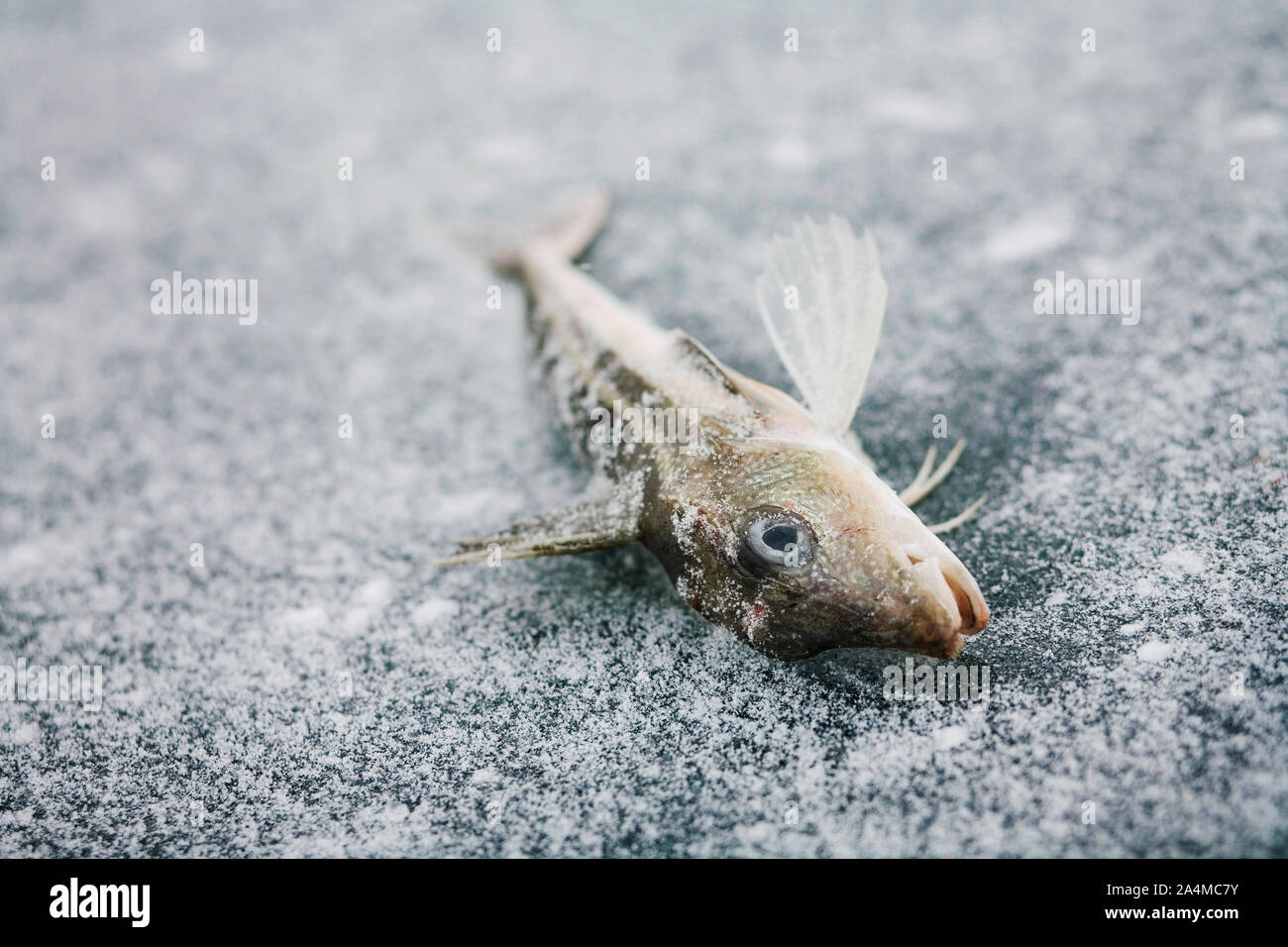 Grey gurnard - sea robin Stock Photo - Alamy