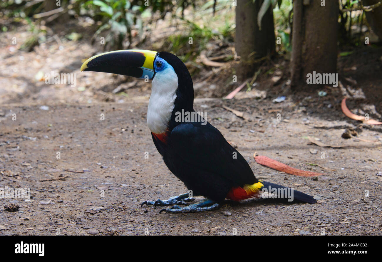 White-throated toucan (Ramphastos tucanus), Ecuador Stock Photo - Alamy