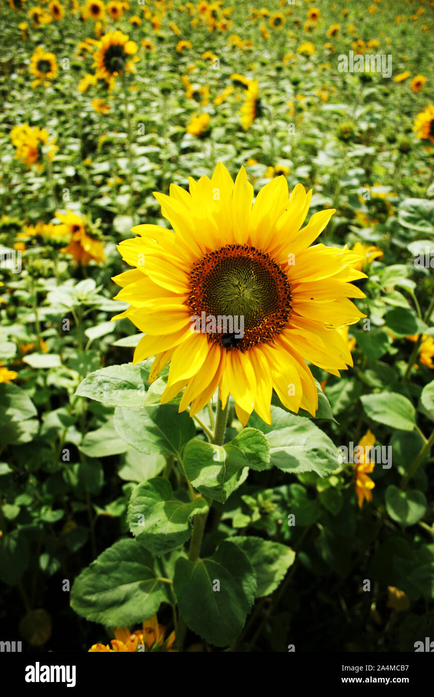 Field with sunflowers - standing out Stock Photo - Alamy