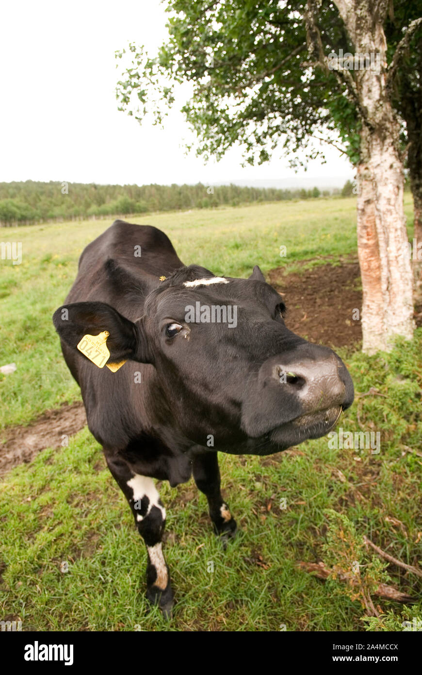 Portrait of a cow Stock Photo - Alamy