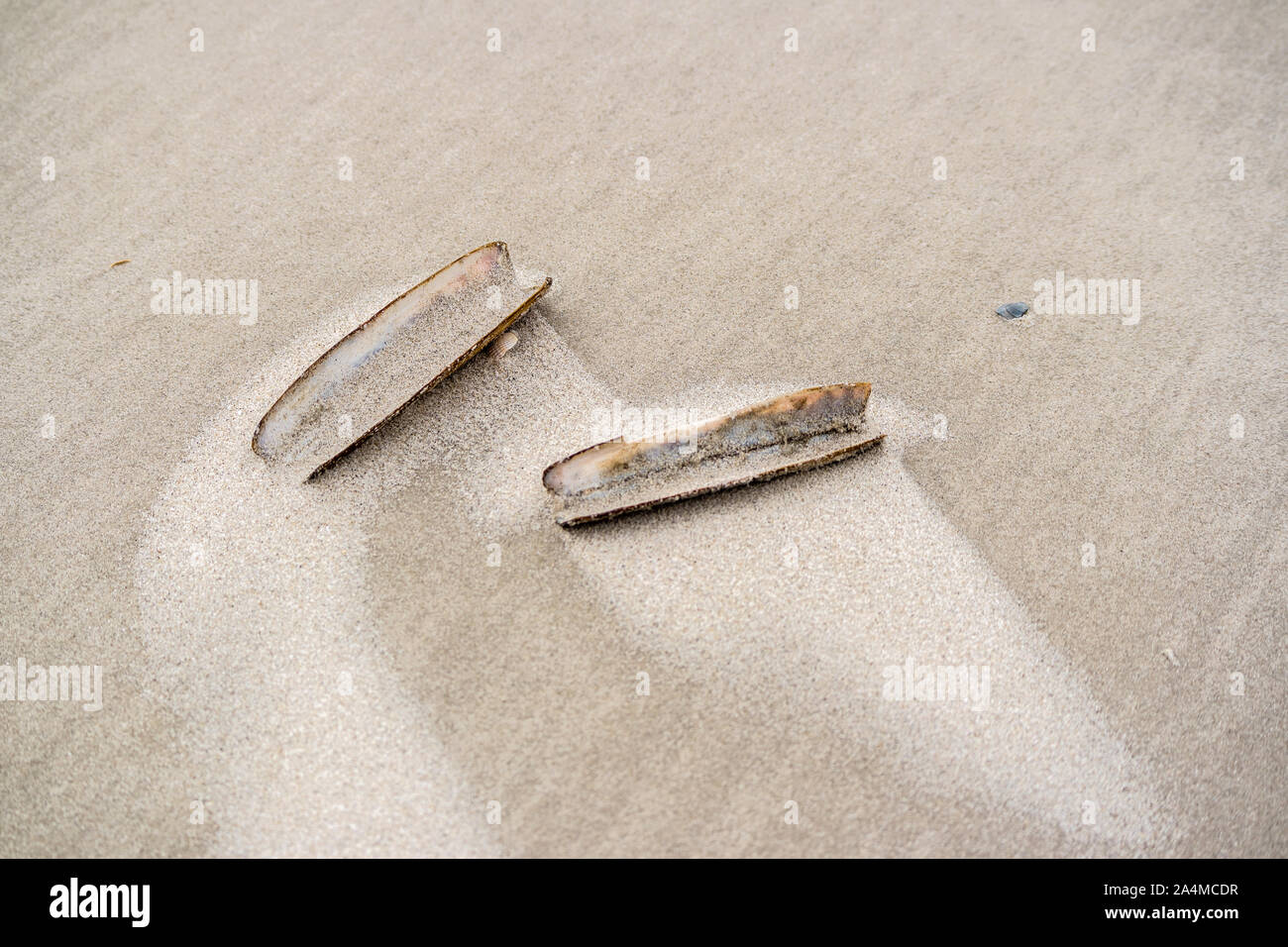 Ensis Ensis Germany High Resolution Stock Photography and Images - Alamy