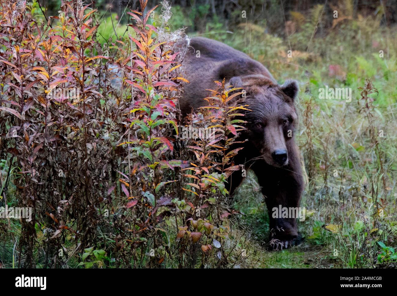 Bear running hi-res stock photography and images - Alamy