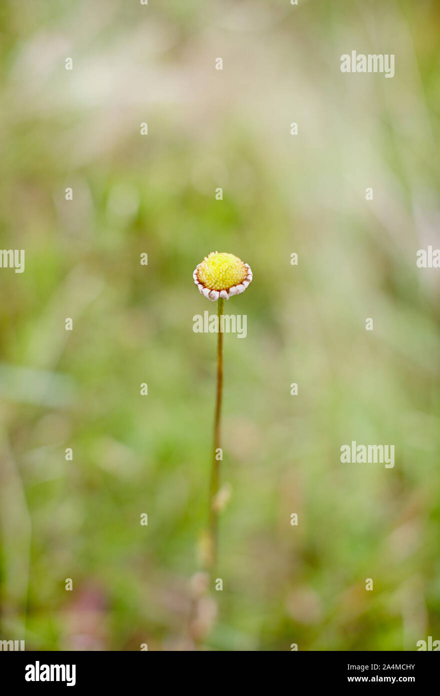 Withered daisy hi-res stock photography and images - Alamy