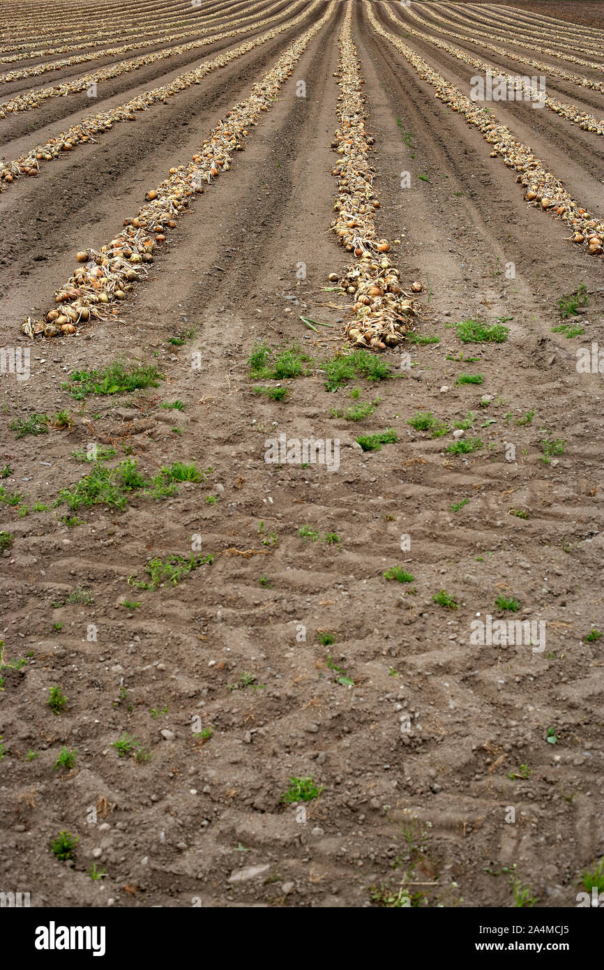 Field tractor tracks hi-res stock photography and images - Alamy