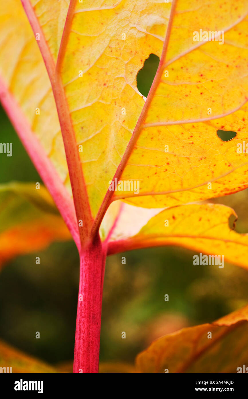 Autumn leaf - veins and insect holes Stock Photo - Alamy
