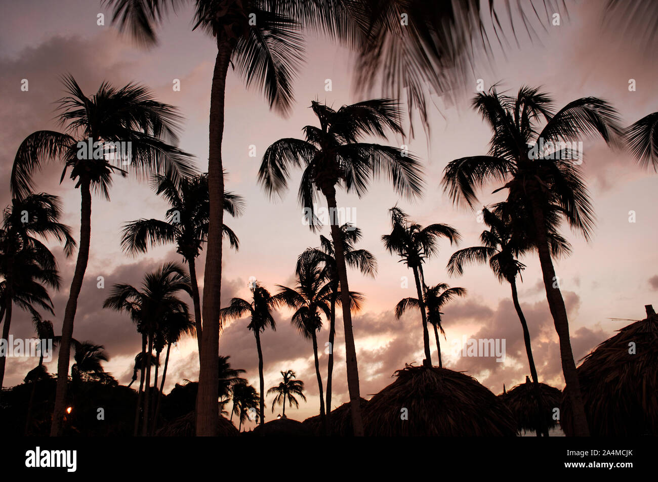 Palm trees at sunset Stock Photo - Alamy