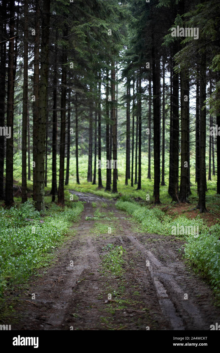Lumber roads hi-res stock photography and images - Alamy