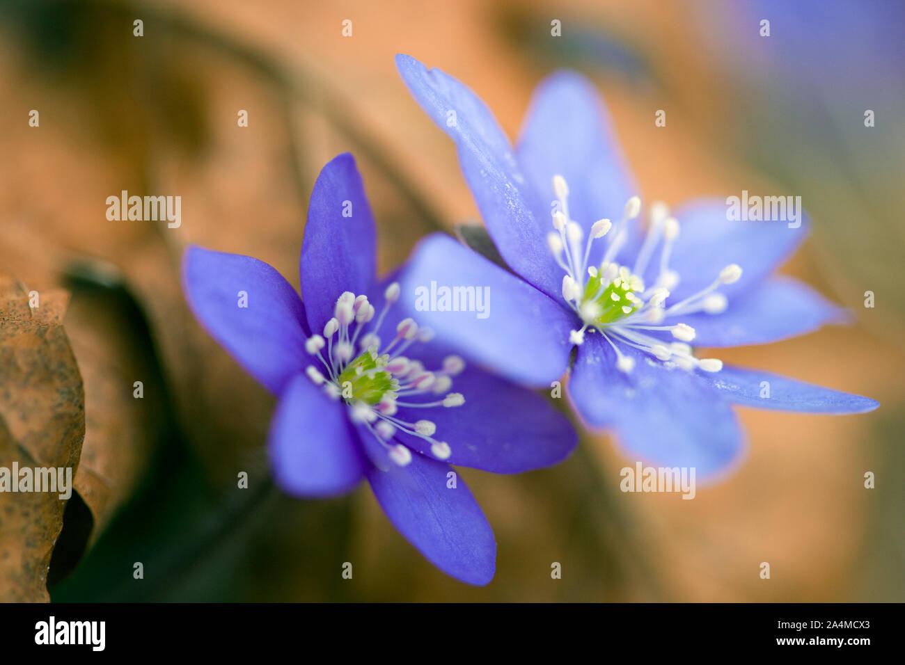 Blue anemones hi-res stock photography and images - Alamy