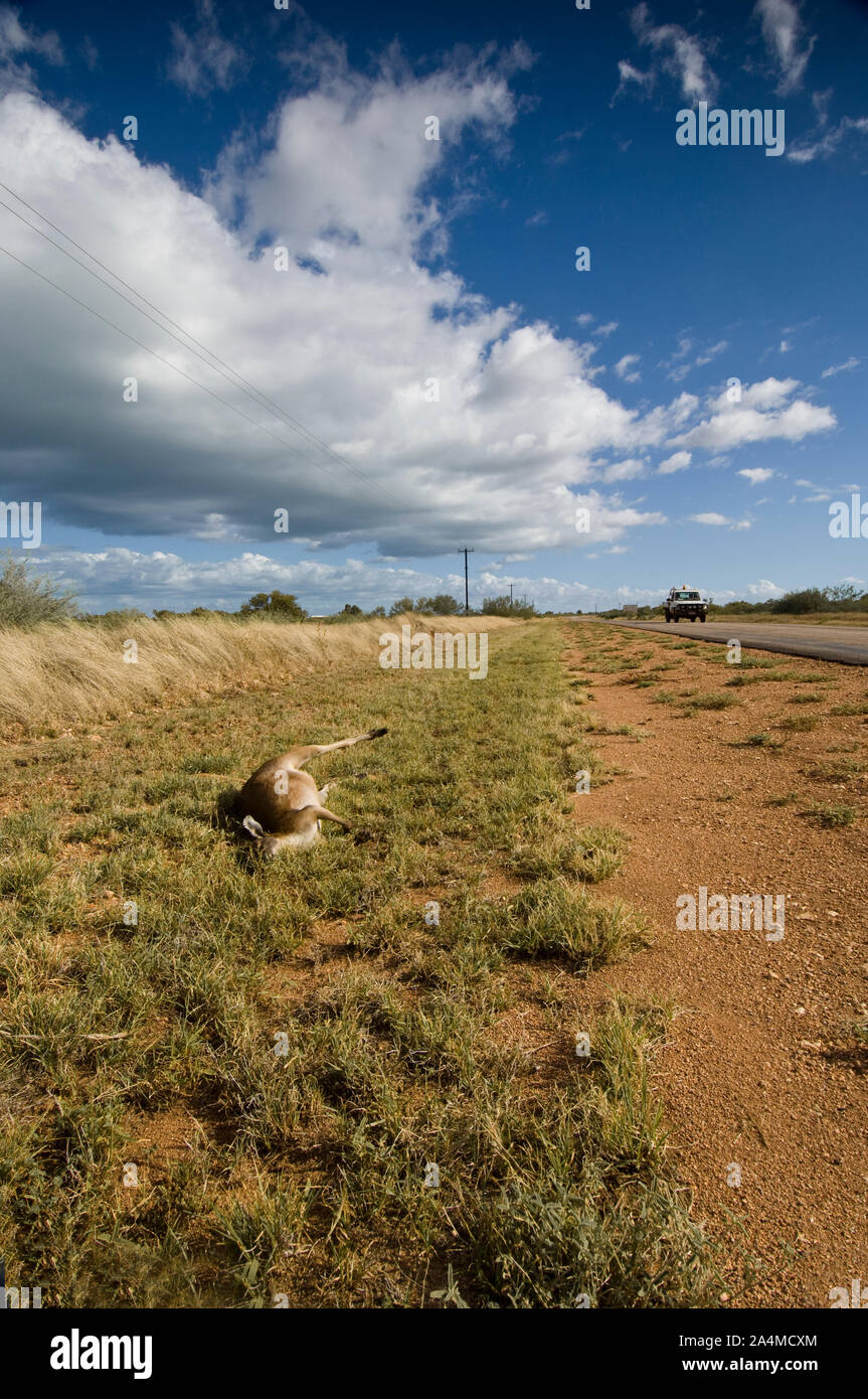 Dead kangaroo hi-res stock photography and images - Alamy