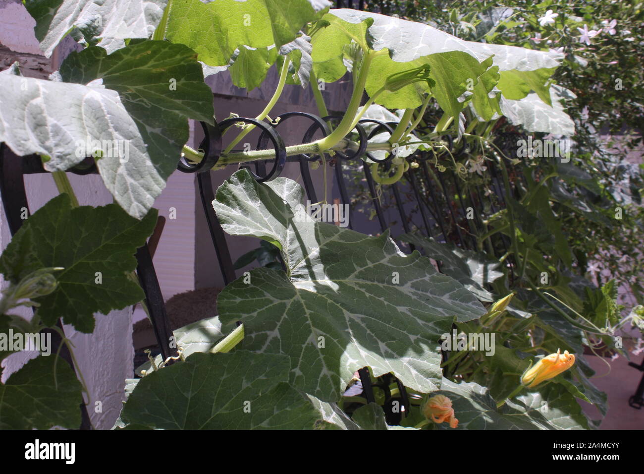 Climbing courgettes hi-res stock photography and images - Alamy