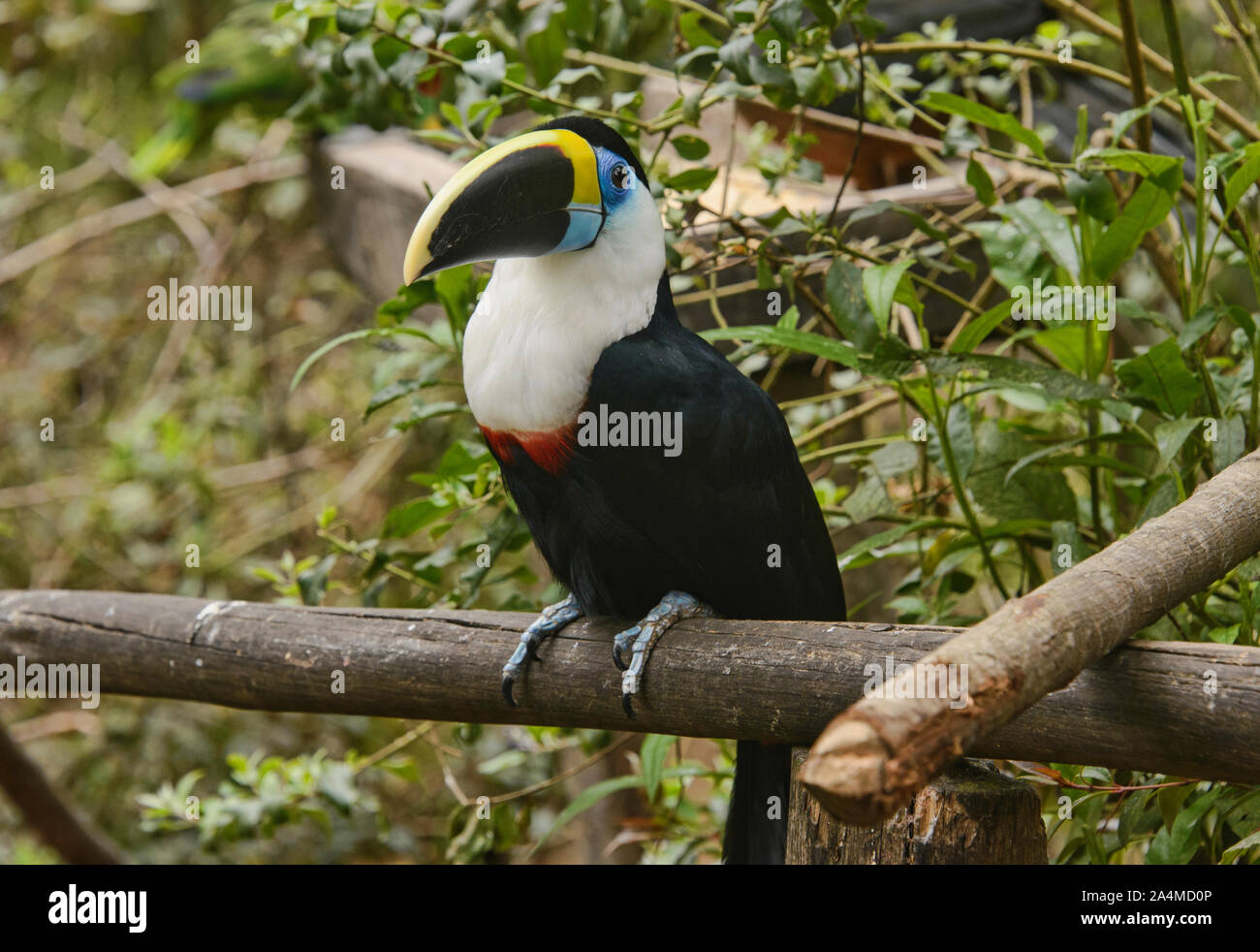 Amazonians hi-res stock photography and images - Alamy
