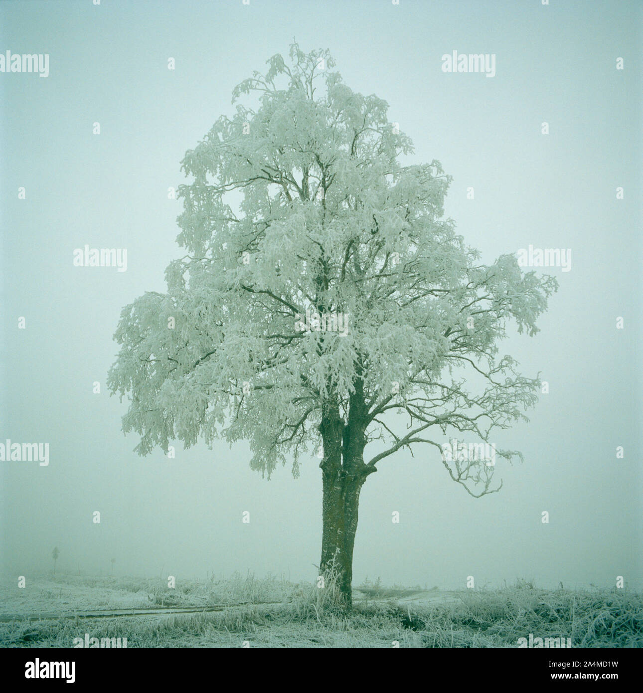 Tree with frost in Norway Stock Photo - Alamy