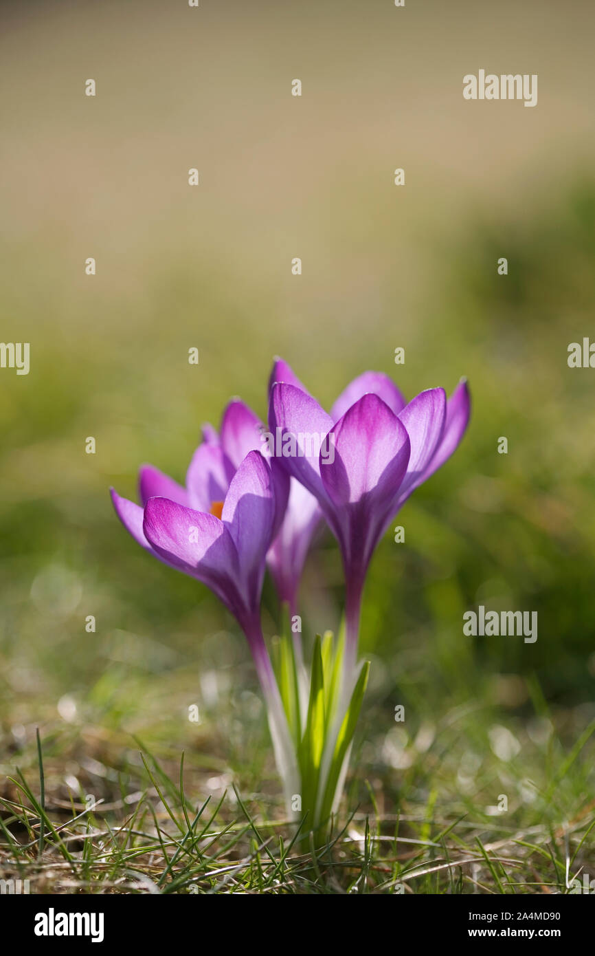 Flower crocuses hi-res stock photography and images - Alamy