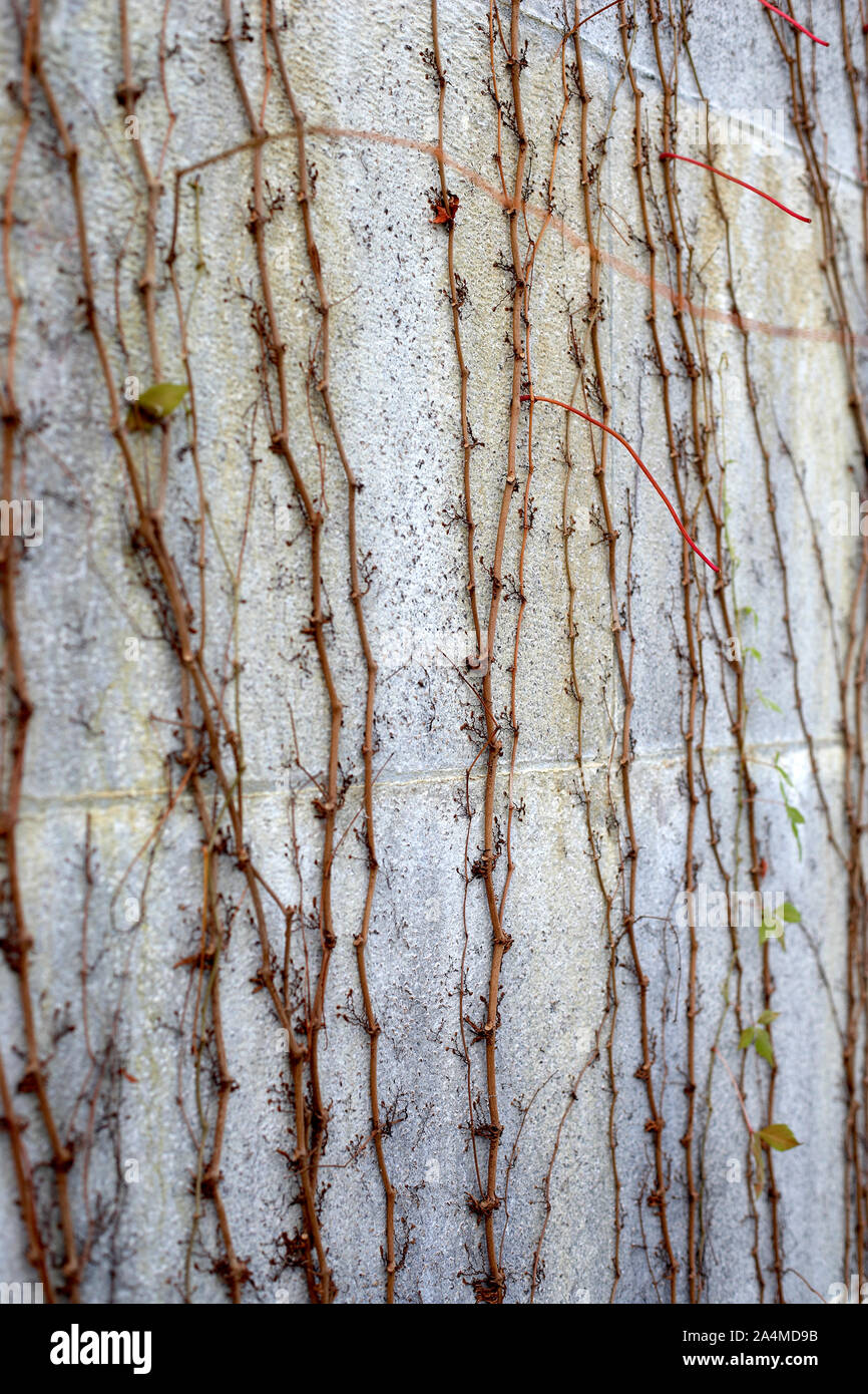 Plant clinging to a wall Stock Photo - Alamy