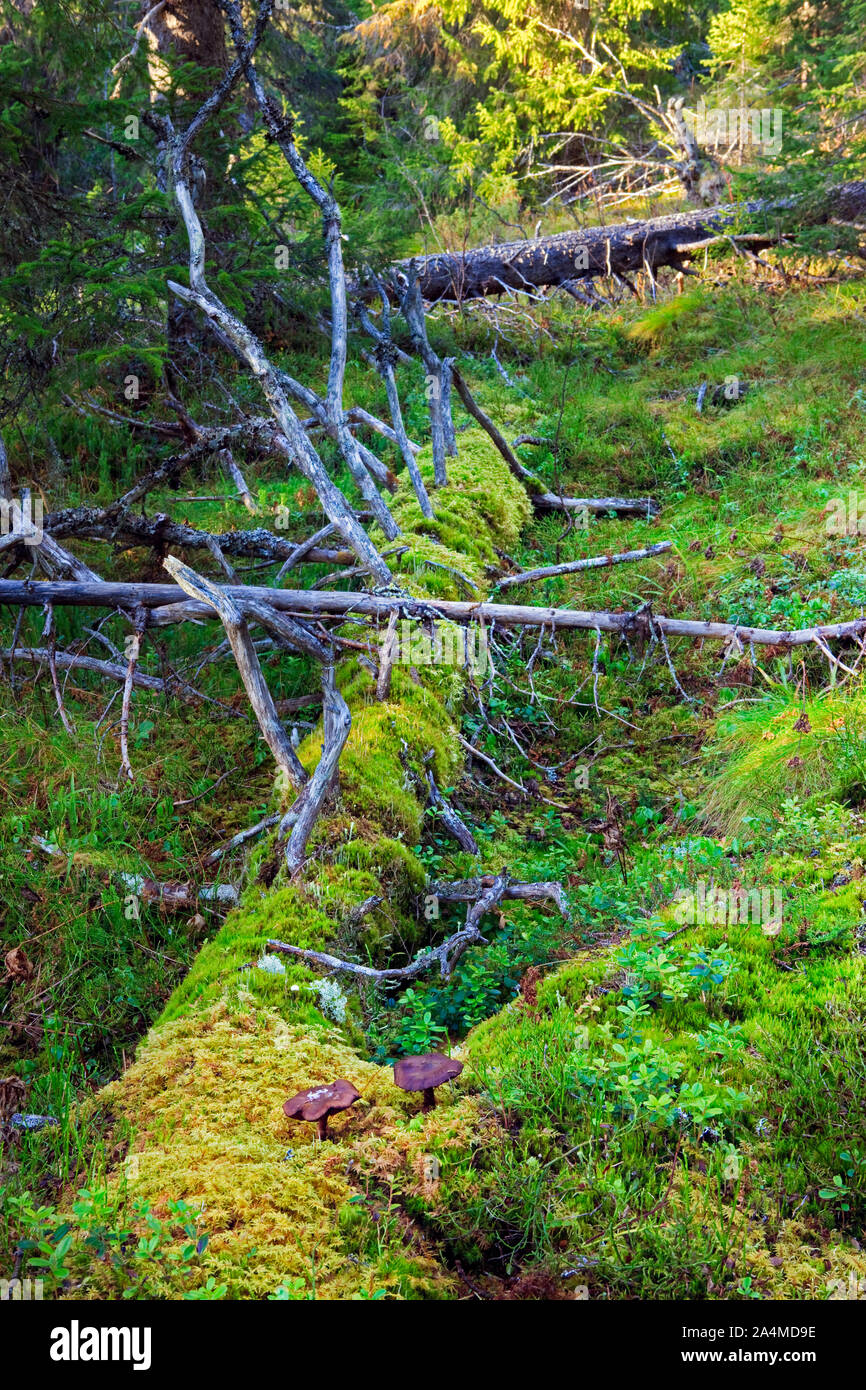 Virgin forests hi-res stock photography and images - Alamy