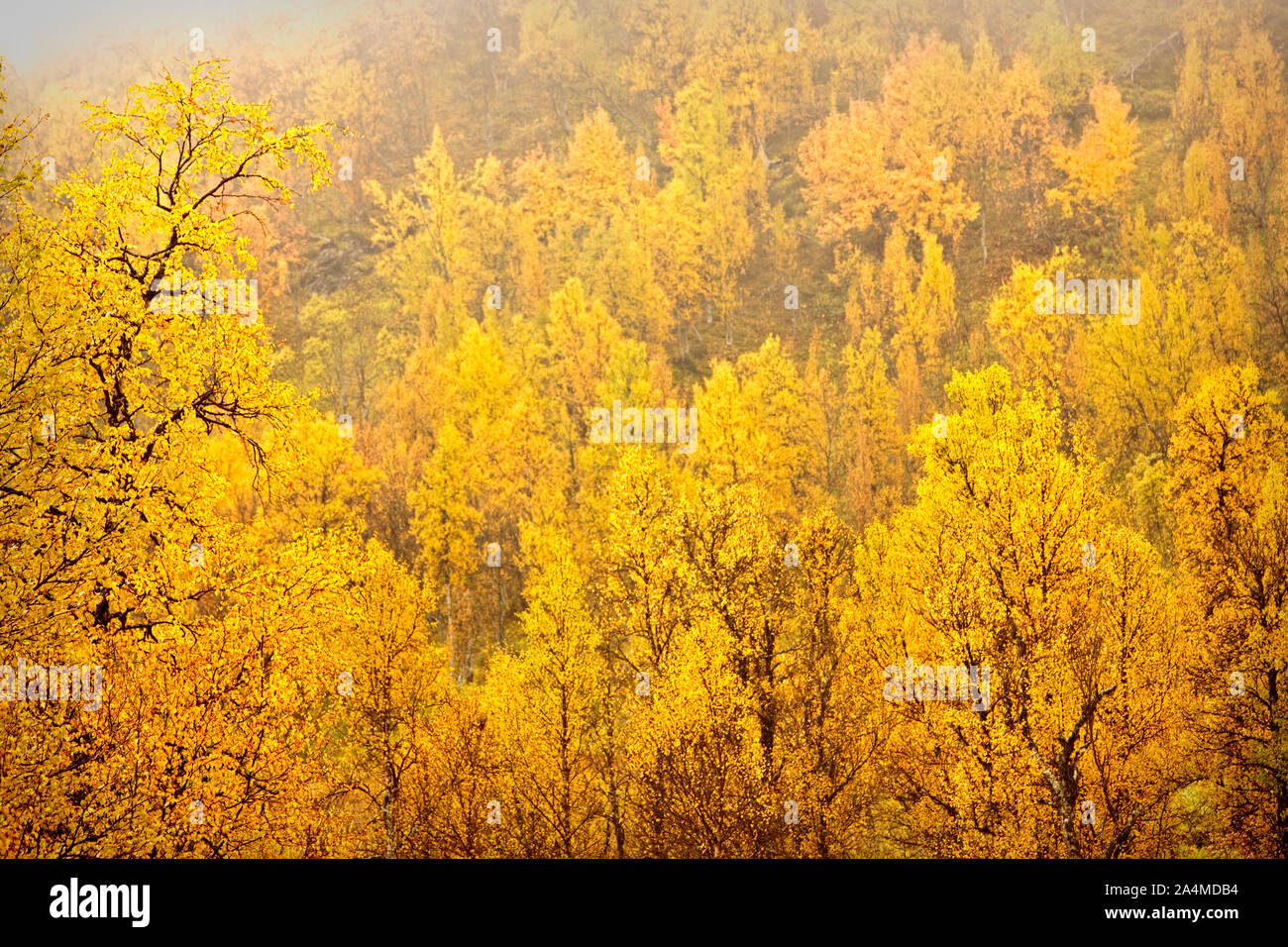 Fall colors in norway hi-res stock photography and images - Alamy