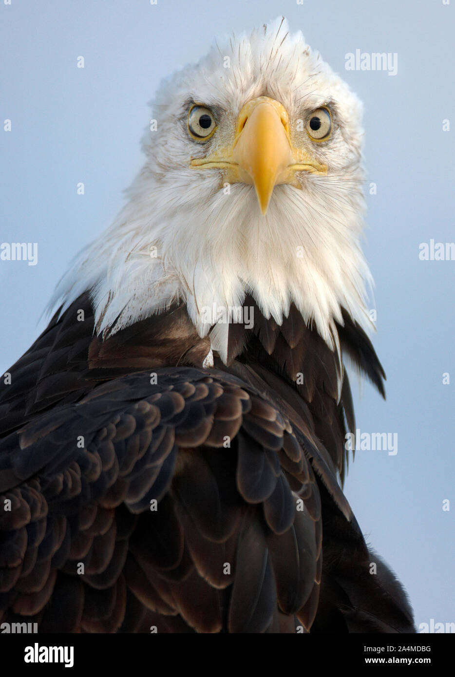 Eagles alaska birds hi-res stock photography and images - Alamy