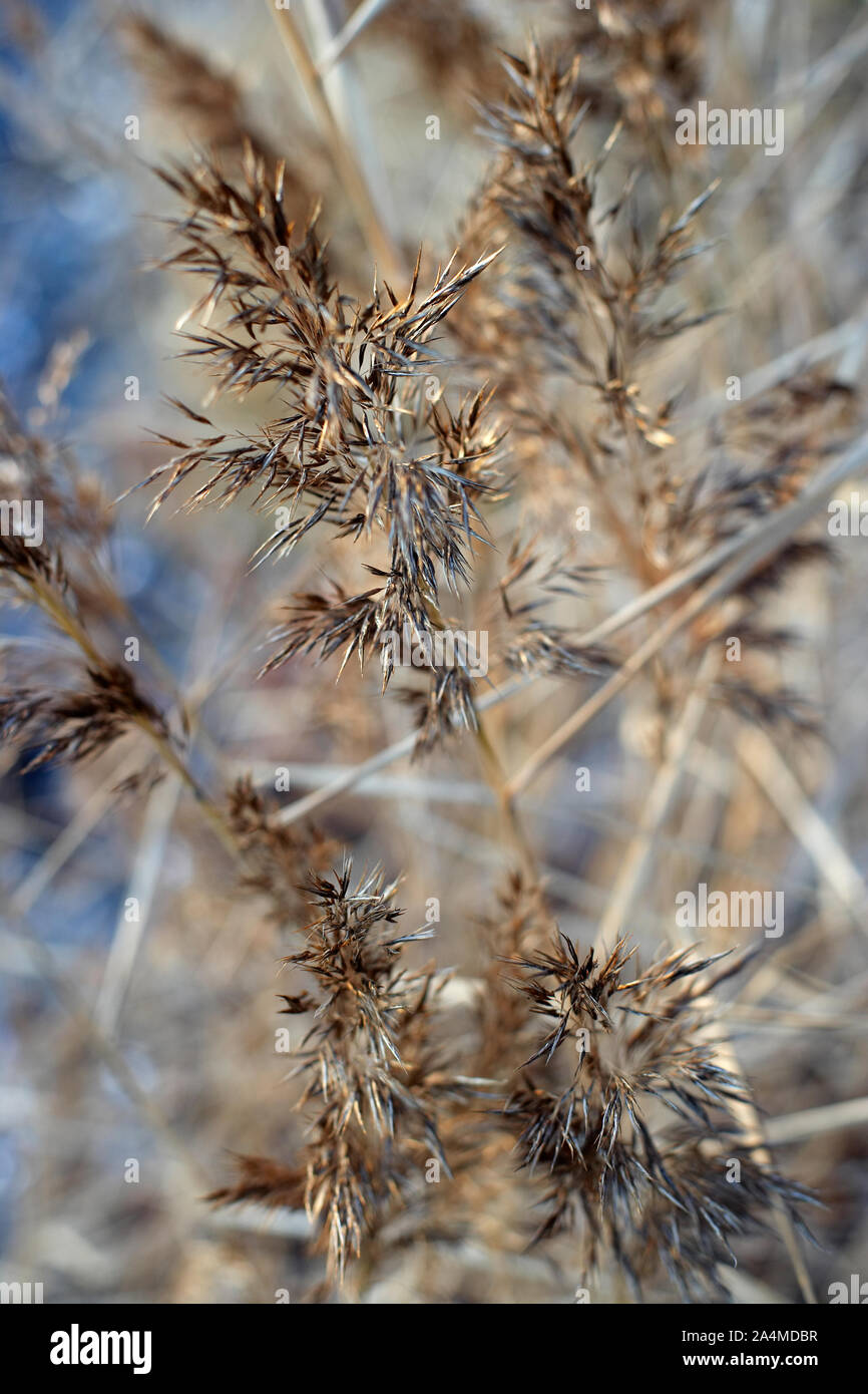 Thistle detail hi-res stock photography and images - Alamy