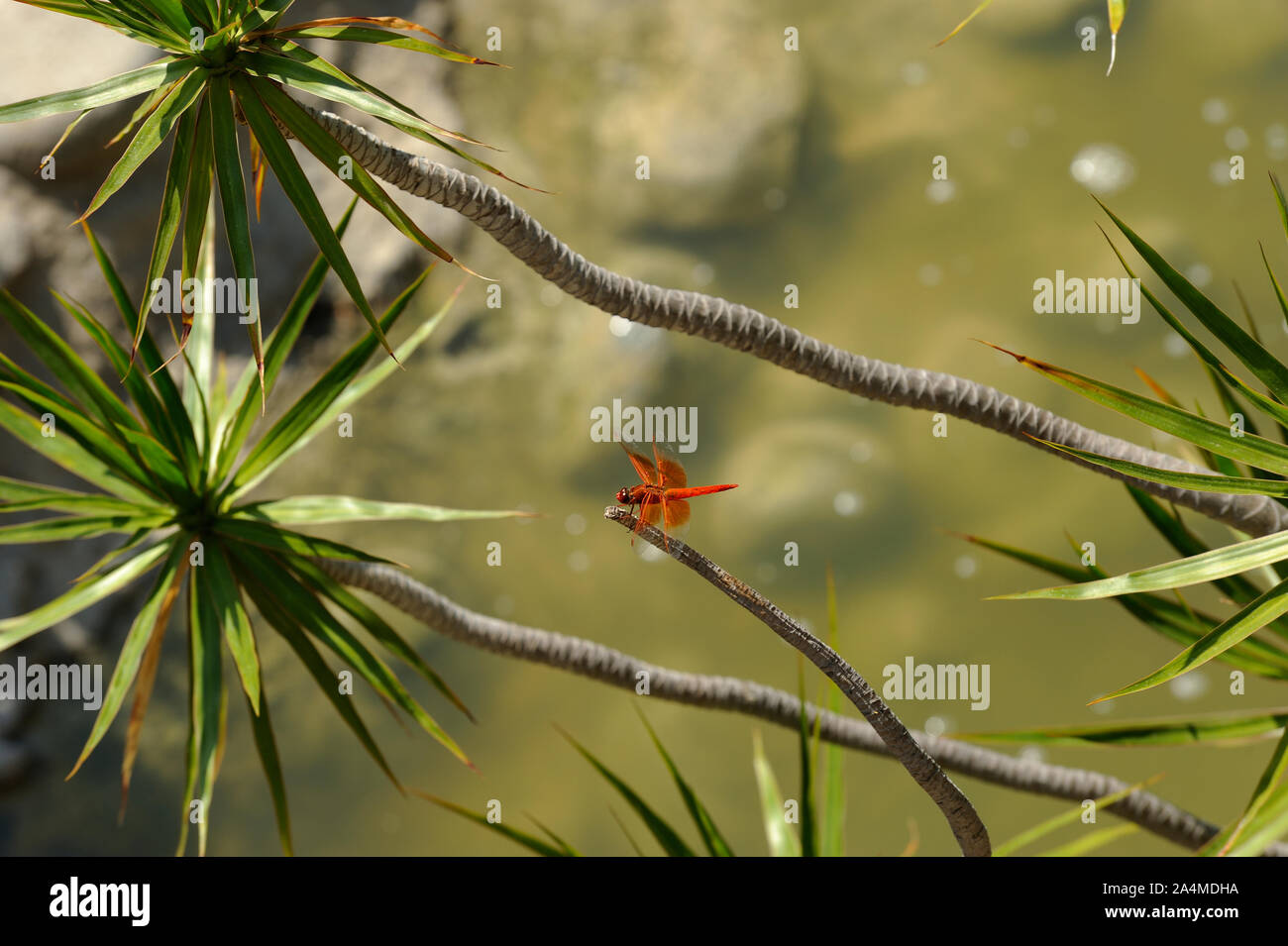 Dragon and insects hi-res stock photography and images - Alamy