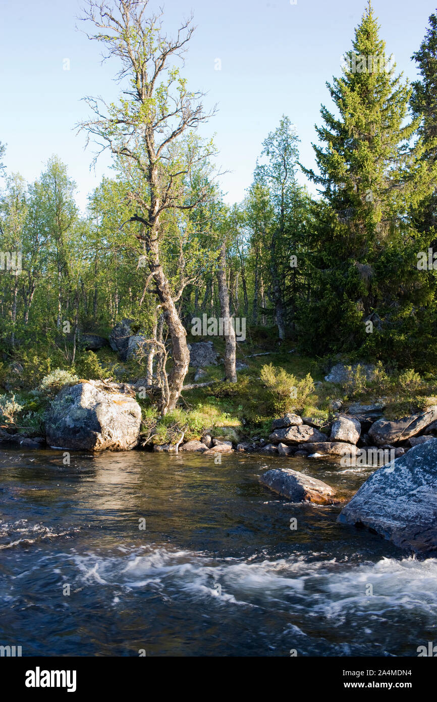 River and trees Stock Photo - Alamy
