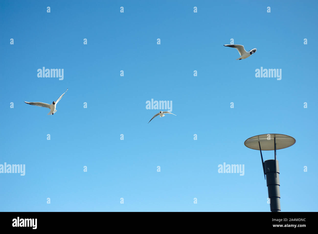 Oslo animals hi-res stock photography and images - Alamy