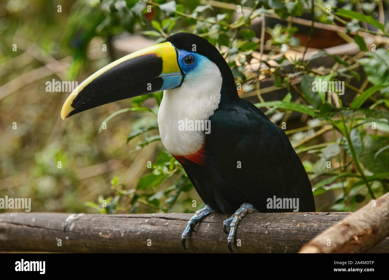 White-throated toucan (Ramphastos tucanus), Ecuador Stock Photo - Alamy